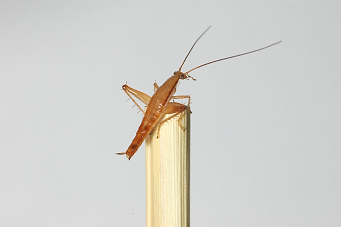 แมลงสาบสายพันธุ์ใหม่ Jumping Cockroach กระโดดได้ไกลเท่าตั๊กแตน