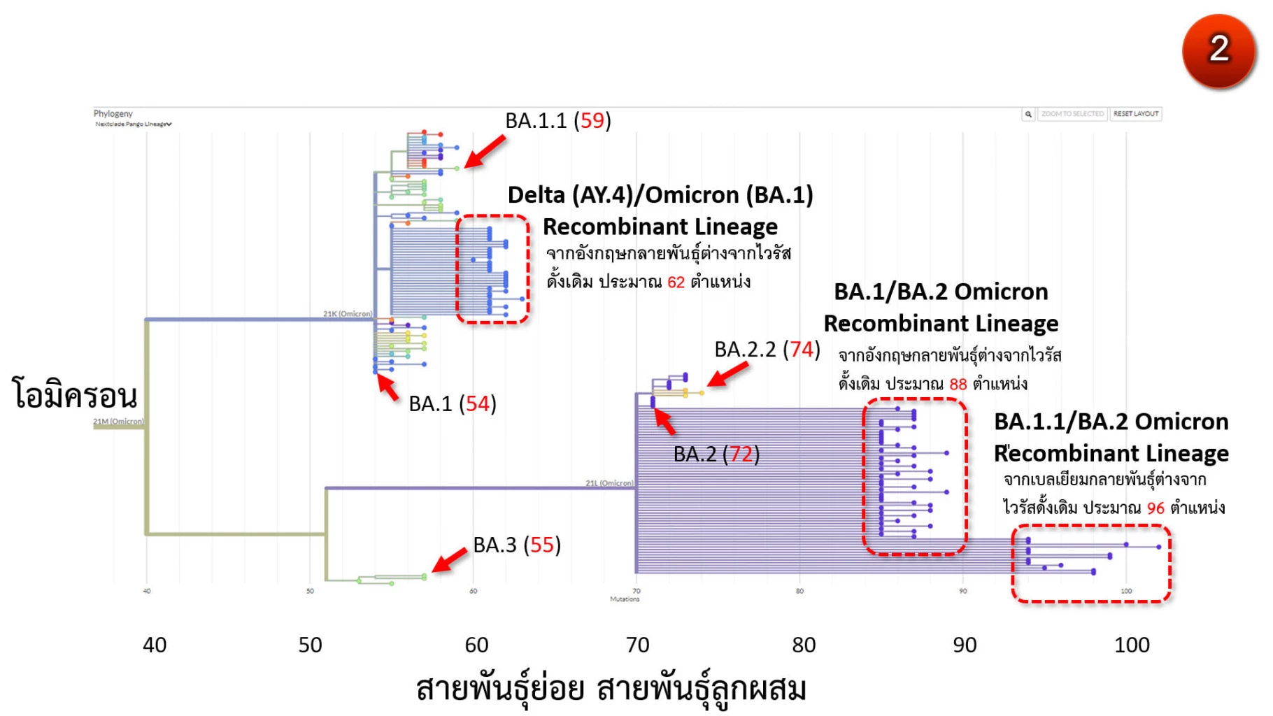 ระวัง สายพันธุ์โอไมครอนลูกผสม BA.2 + BA.1.1 กลายพันธุ์ก้าวกระโดด